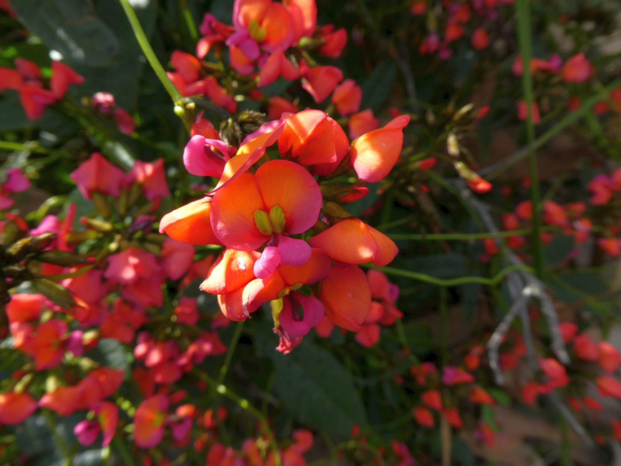 Kennedia coccinea - Geographe Plants