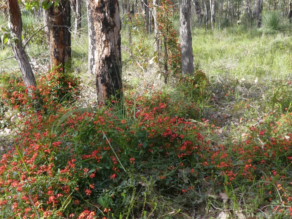 Kennedia coccinea - Geographe Plants