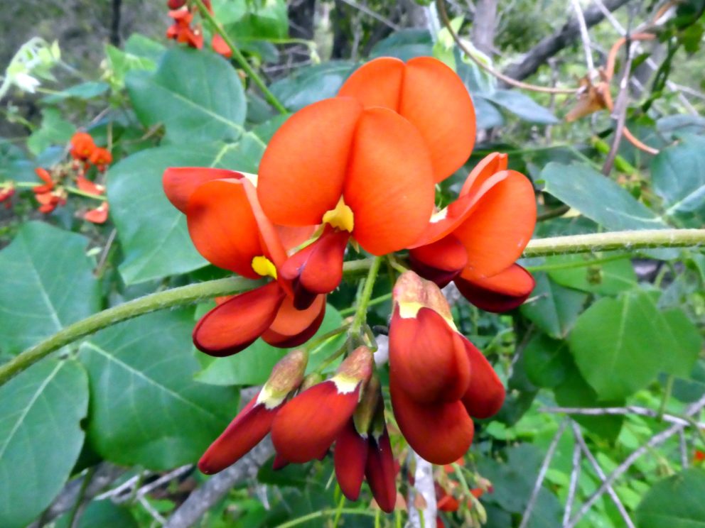 Kennedia lateritia - Geographe Plants