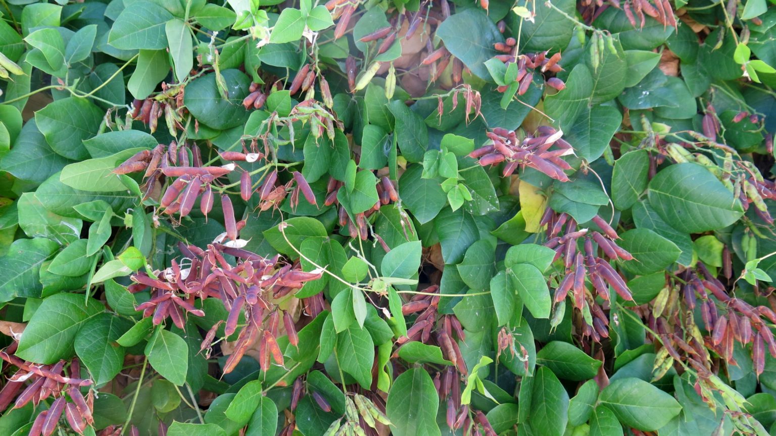 Kennedia lateritia - Geographe Plants