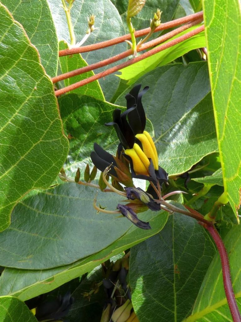 Kennedia nigricans - Geographe Plants