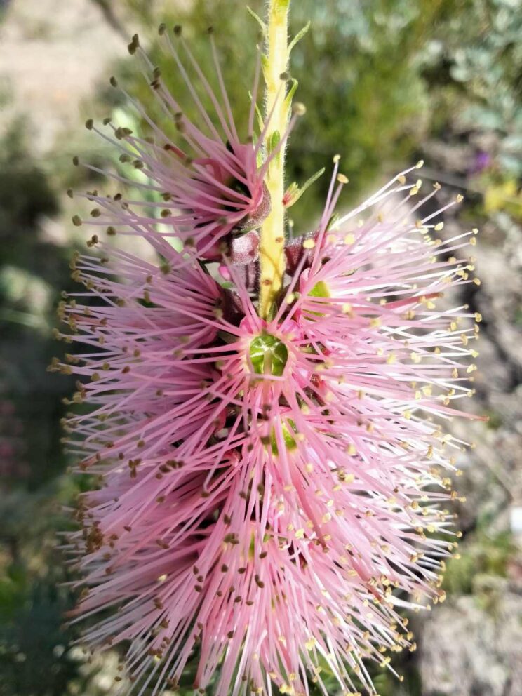 Kunzea baxteri, Pink Form, 'Solomon's Pink' - Geographe Plants
