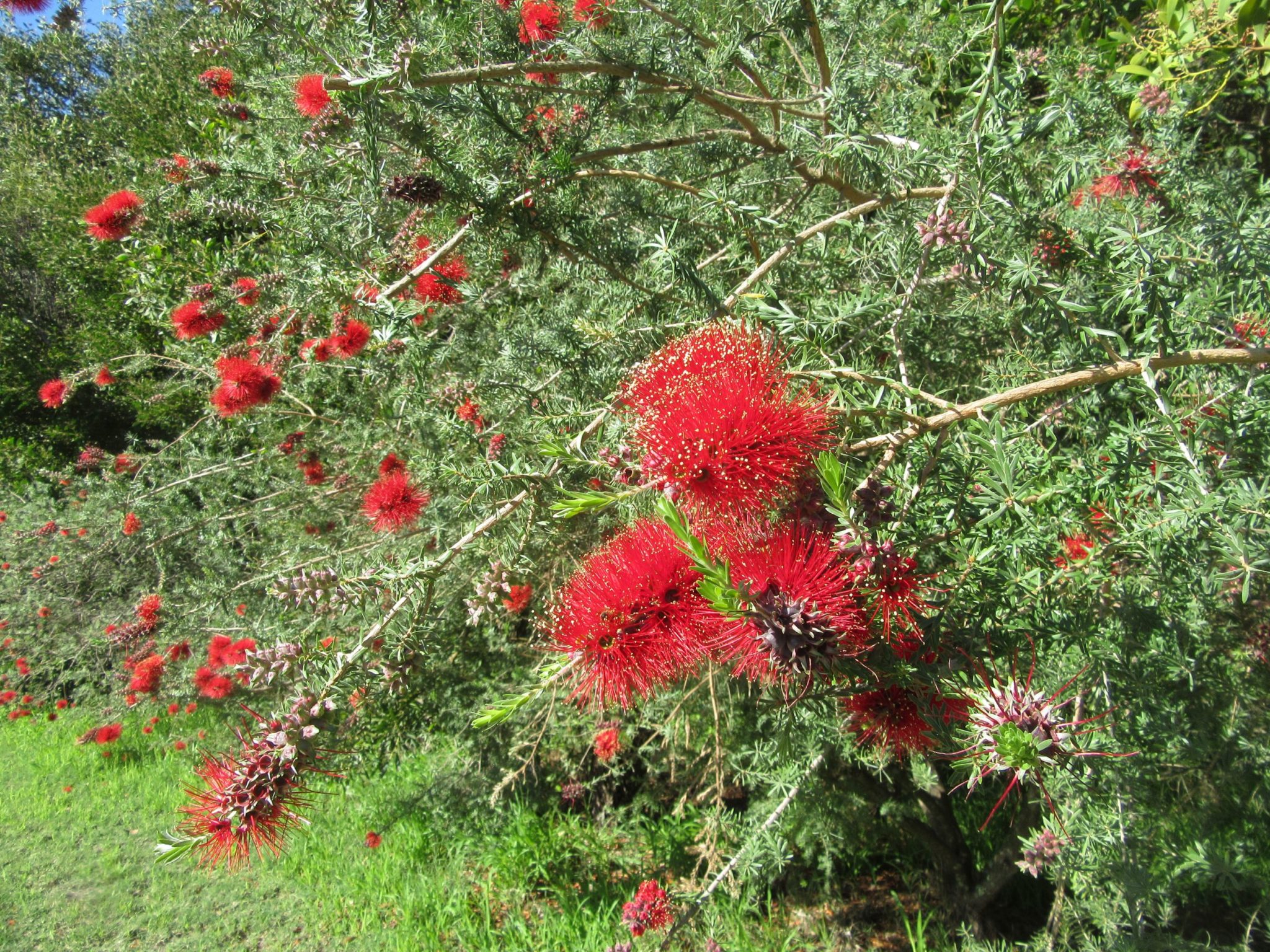 Kunzea baxteri - Geographe Plants