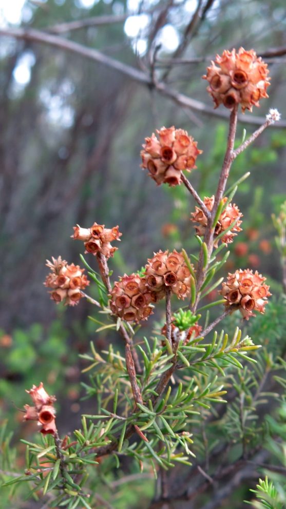 Kunzea glabrescens - Geographe Plants
