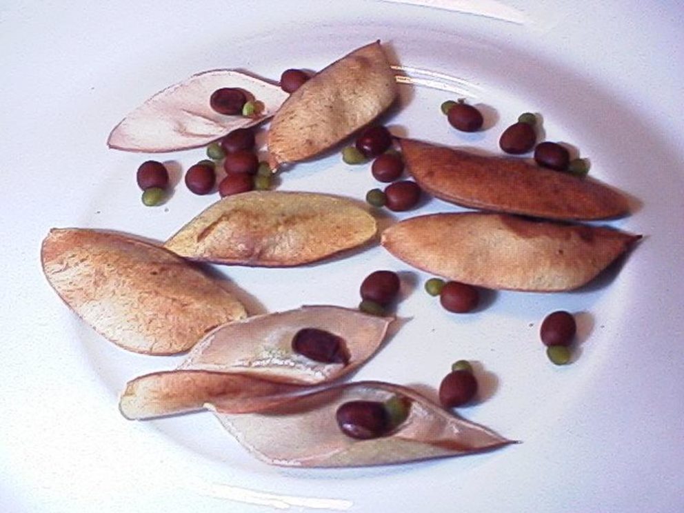 Labichea punctata - Geographe Plants