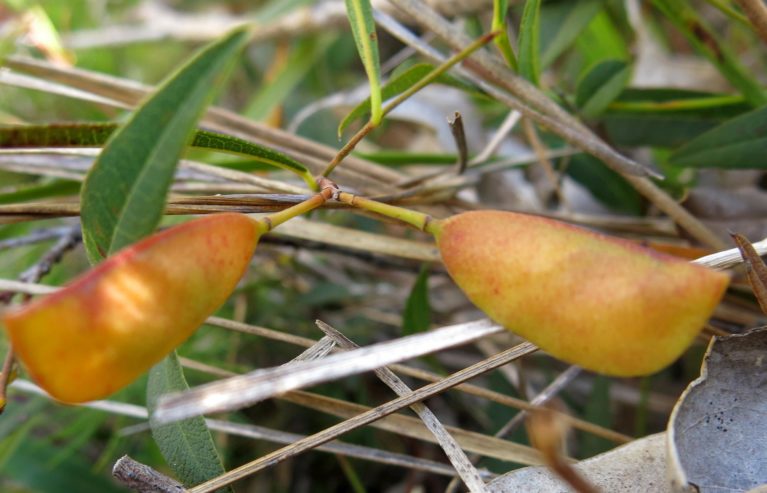 Labichea punctata - Geographe Plants