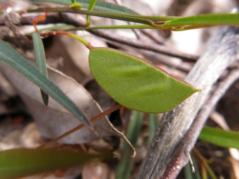 Labichea punctata - Geographe Plants