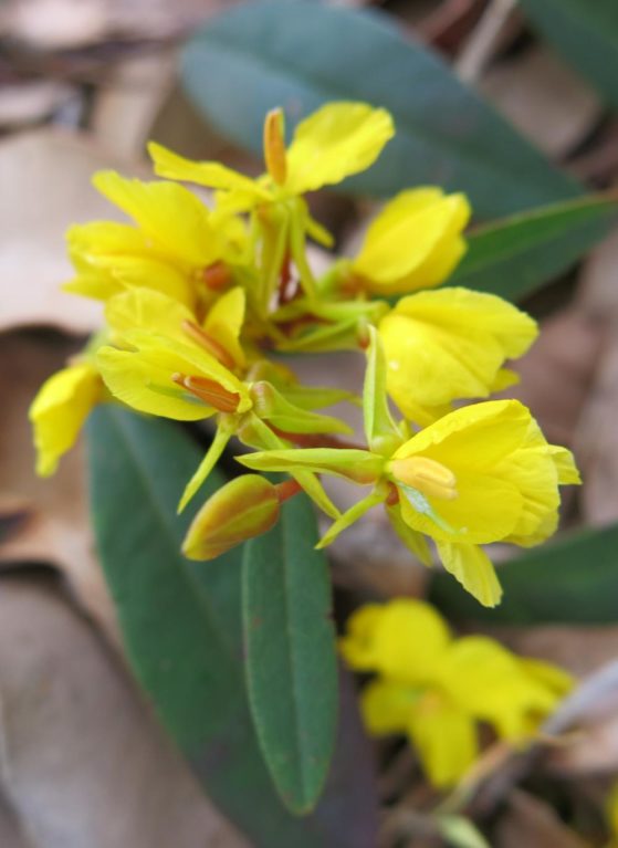Labichea punctata - Geographe Plants