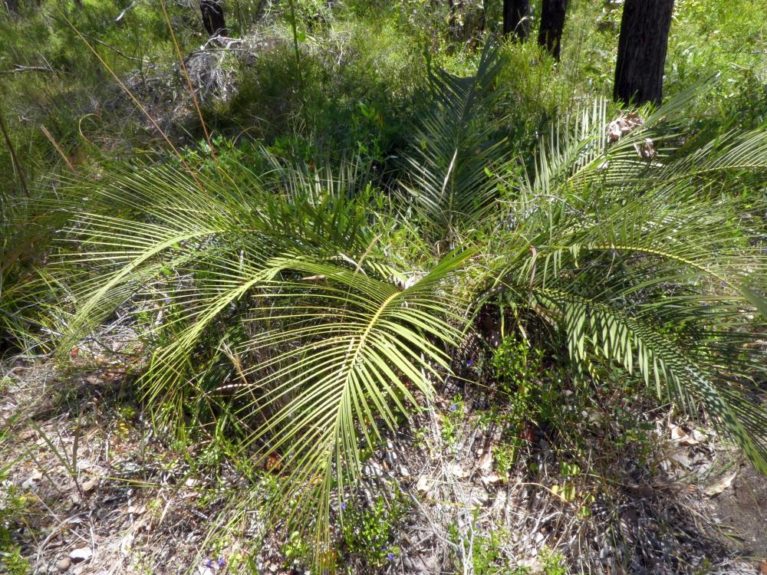 Macrozamia riedlei - Geographe Plants