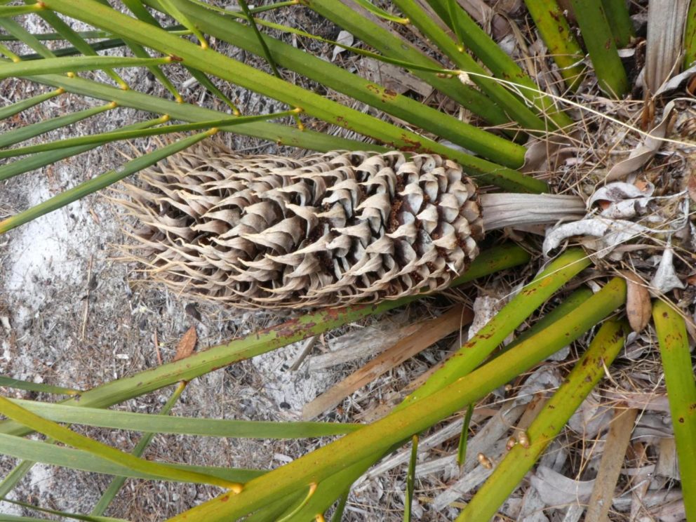Macrozamia riedlei - Geographe Plants