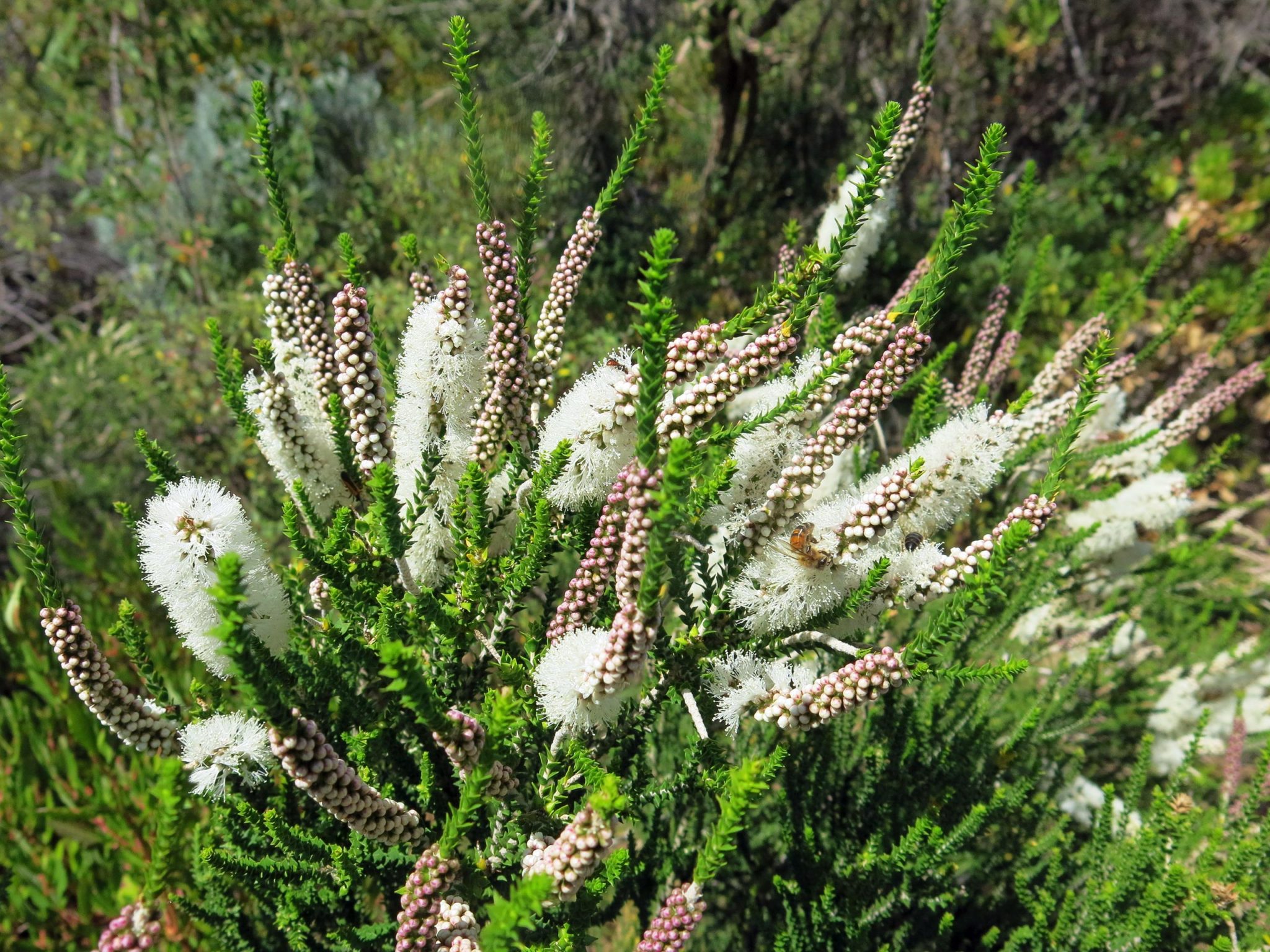 Melaleuca huegelii - Geographe Plants