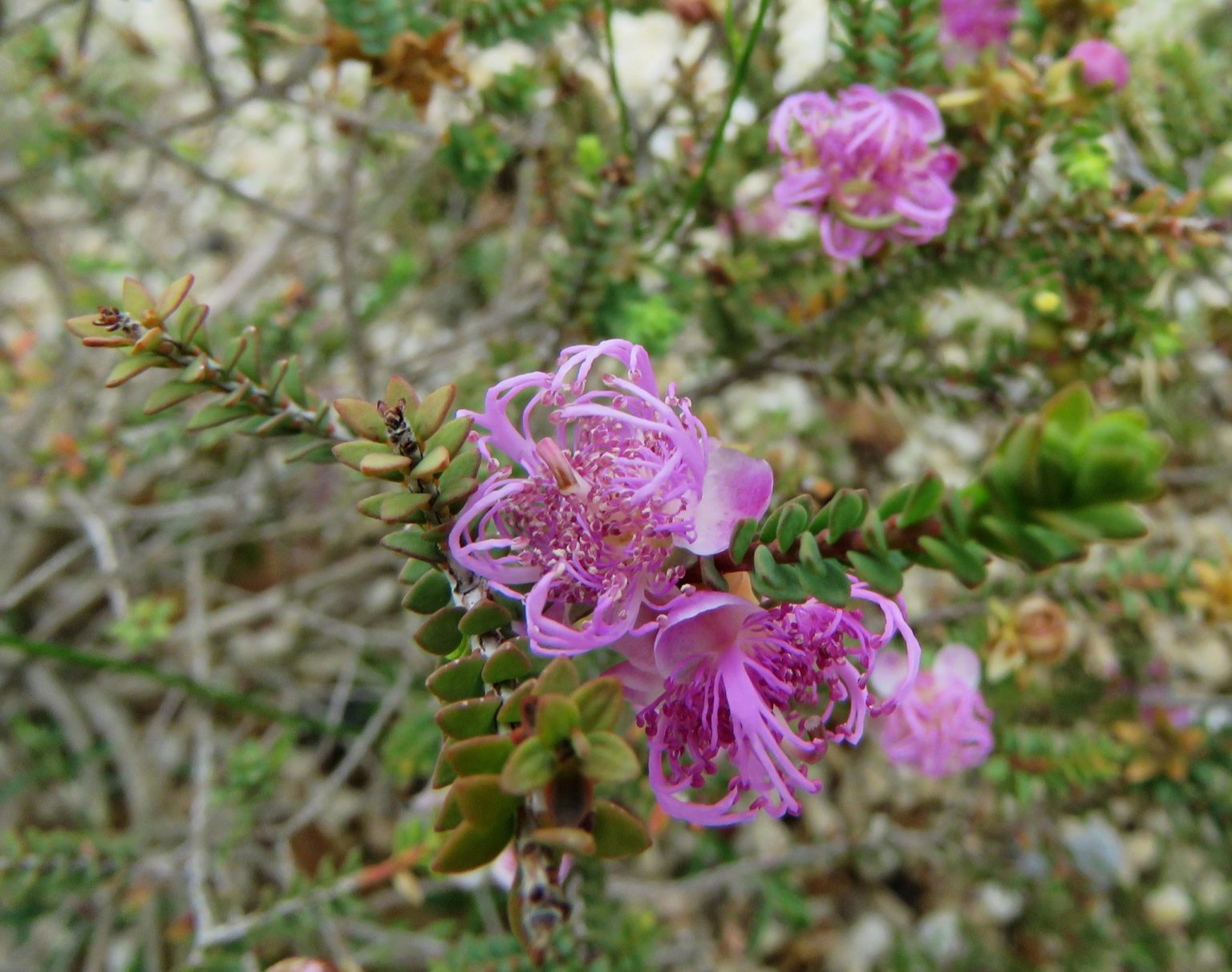 Melaleuca pulchella - Geographe Plants