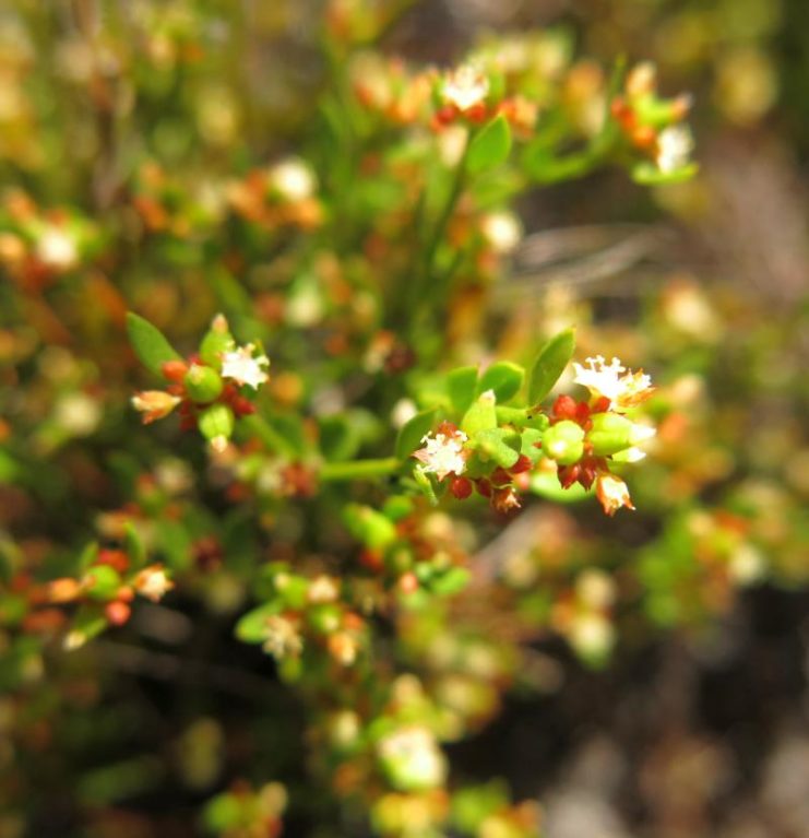 Monotaxis occidentalis - Geographe Plants
