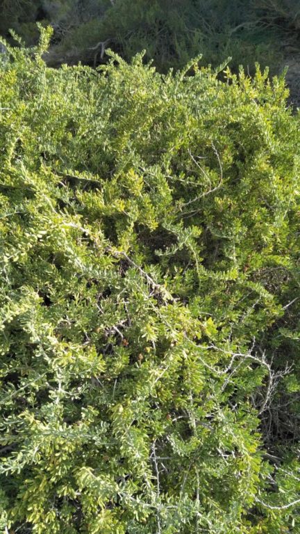 Nitraria billardierei - Geographe Plants