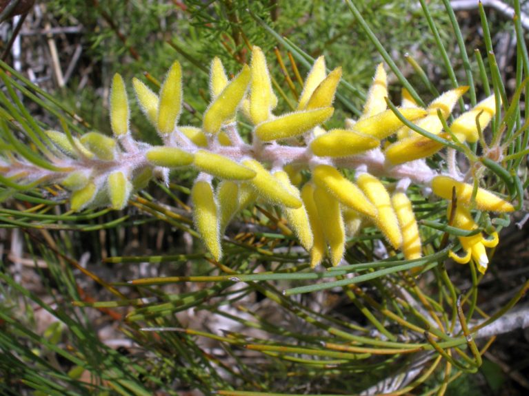 Persoonia saccata - Geographe Plants
