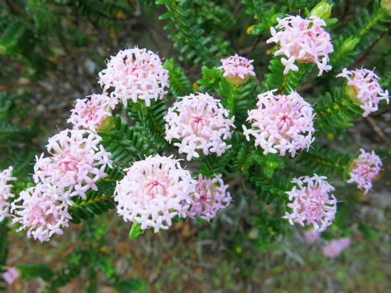 Pimelea ferruginea - Geographe Plants