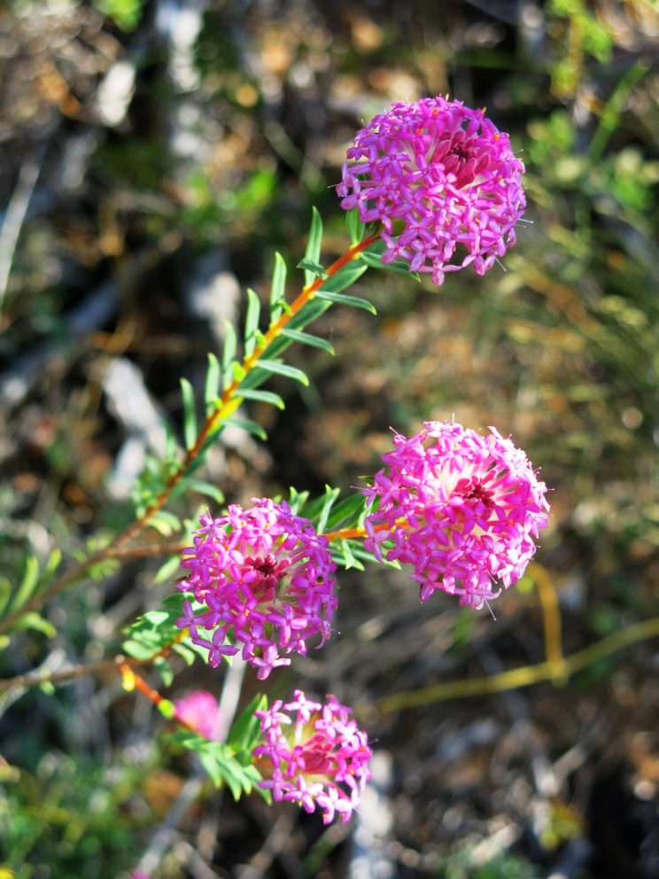 Pimelea rosea - Geographe Plants