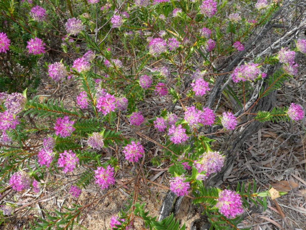 Pimelea rosea - Geographe Plants