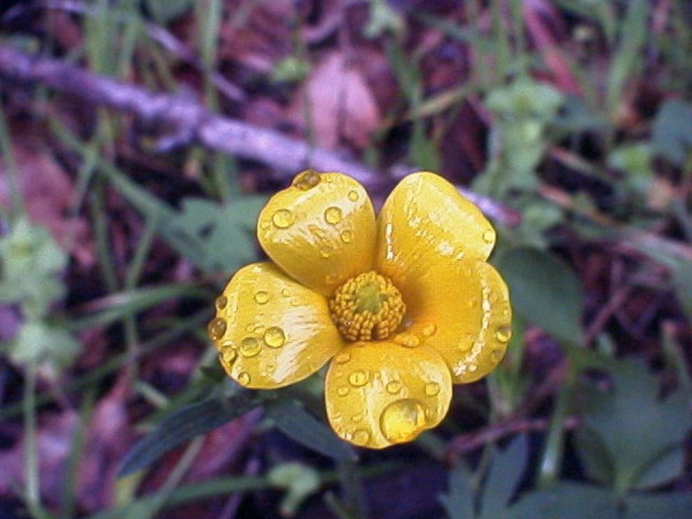 Ranunculus colonorum - Geographe Plants