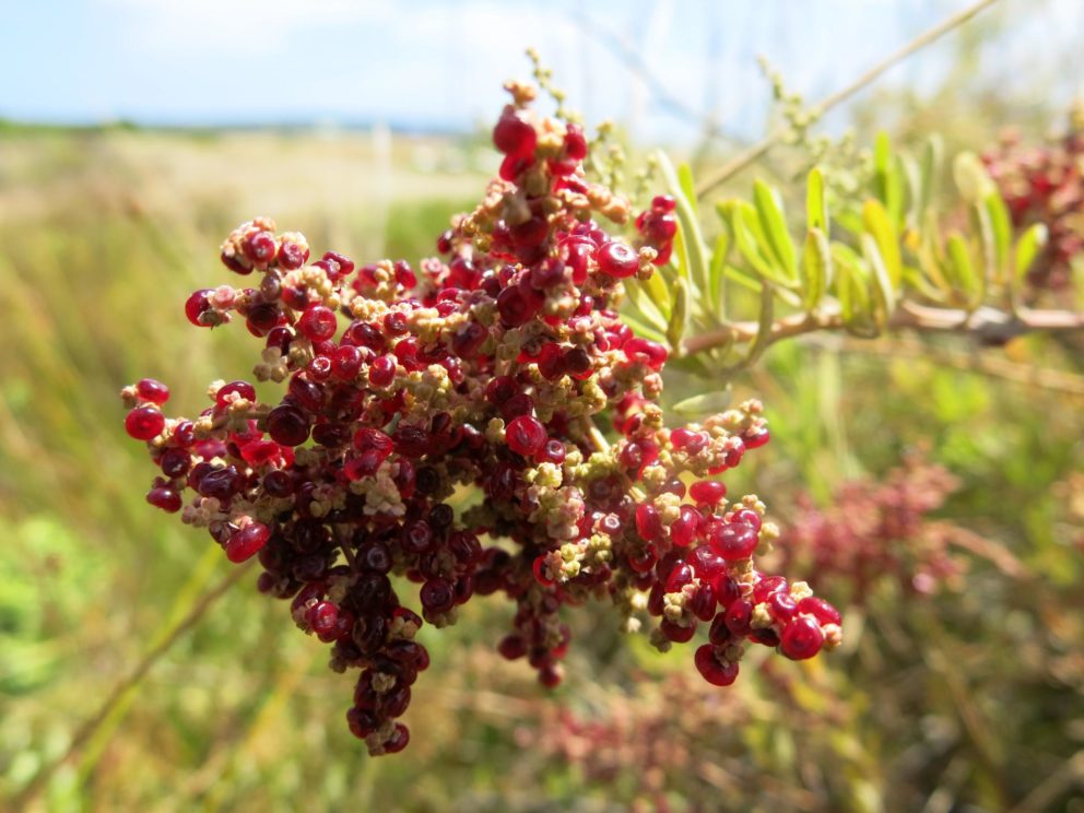 Rhagodia baccata - Geographe Plants
