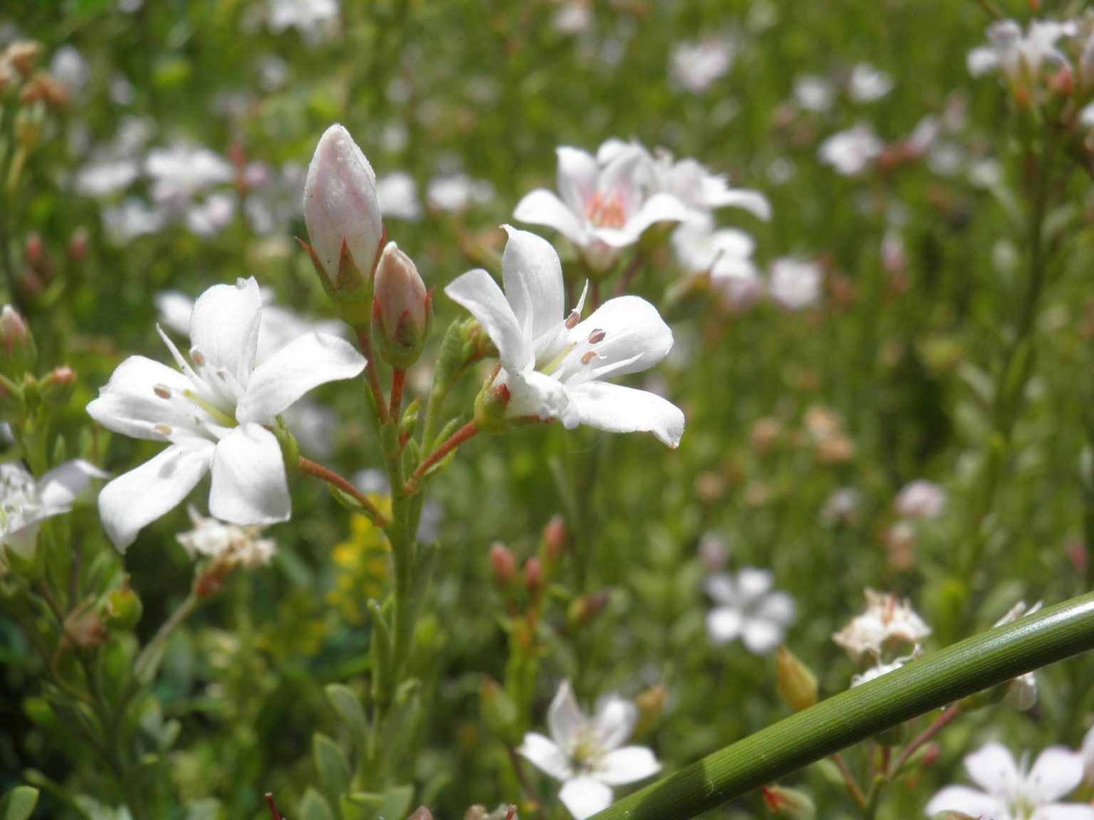 Samolus repens - Geographe Plants