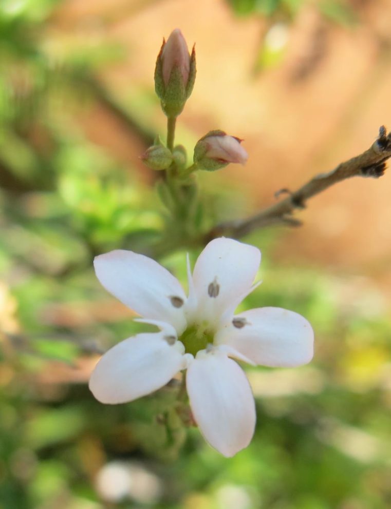 Samolus repens - Geographe Plants