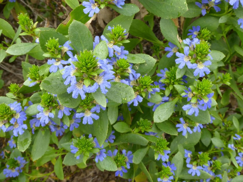 Scaevola nitida - Geographe Plants