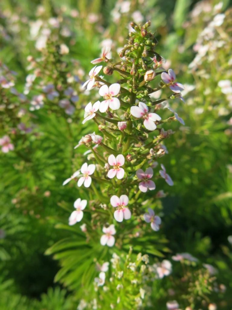 Stylidium adnatum - Geographe Plants