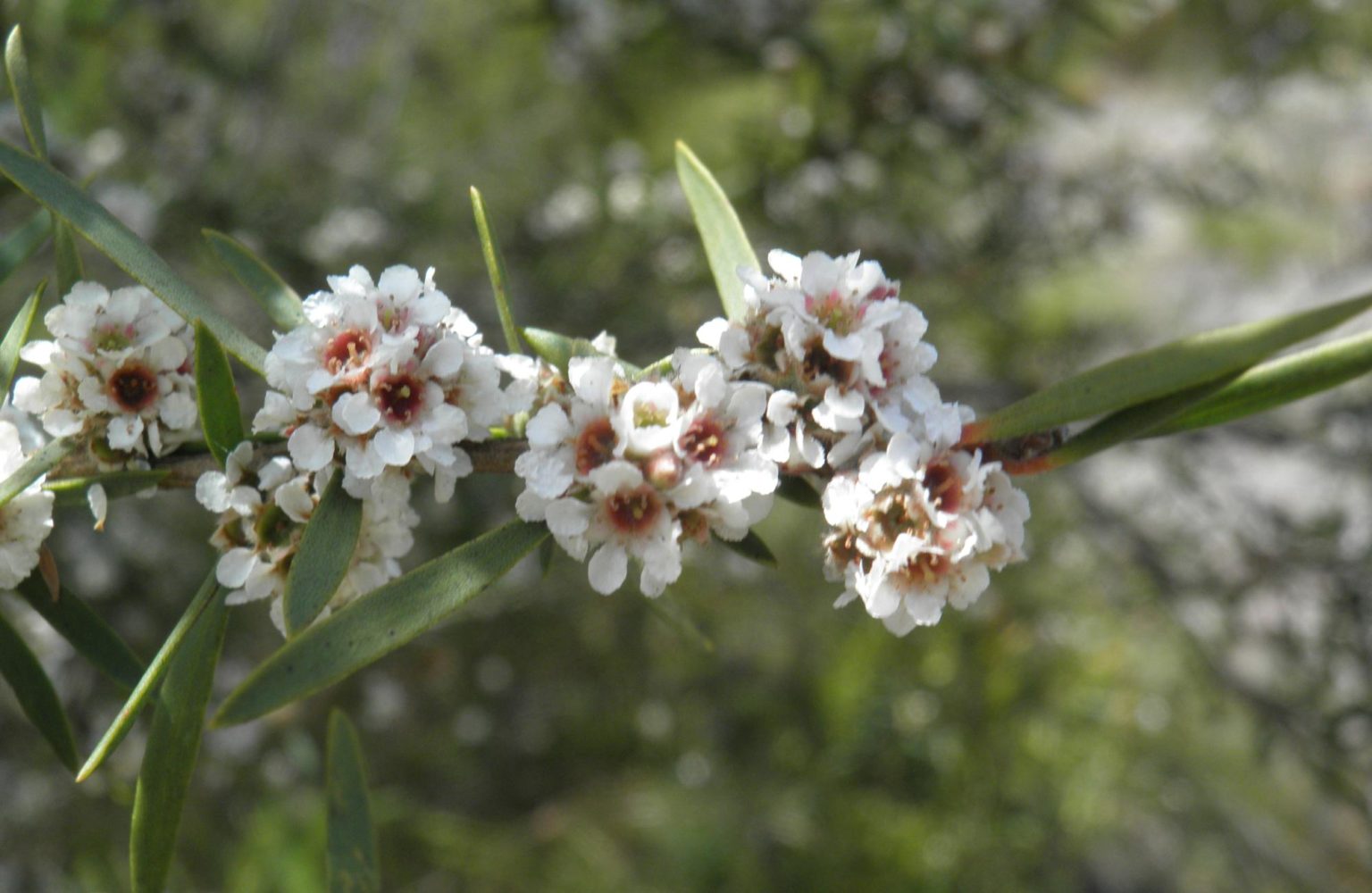Taxandria linearifolia - Geographe Plants