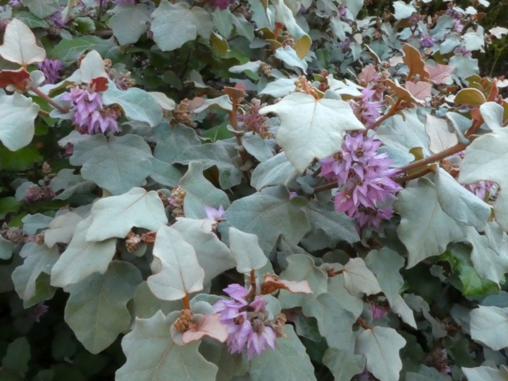 Thomasia discolor - Geographe Plants