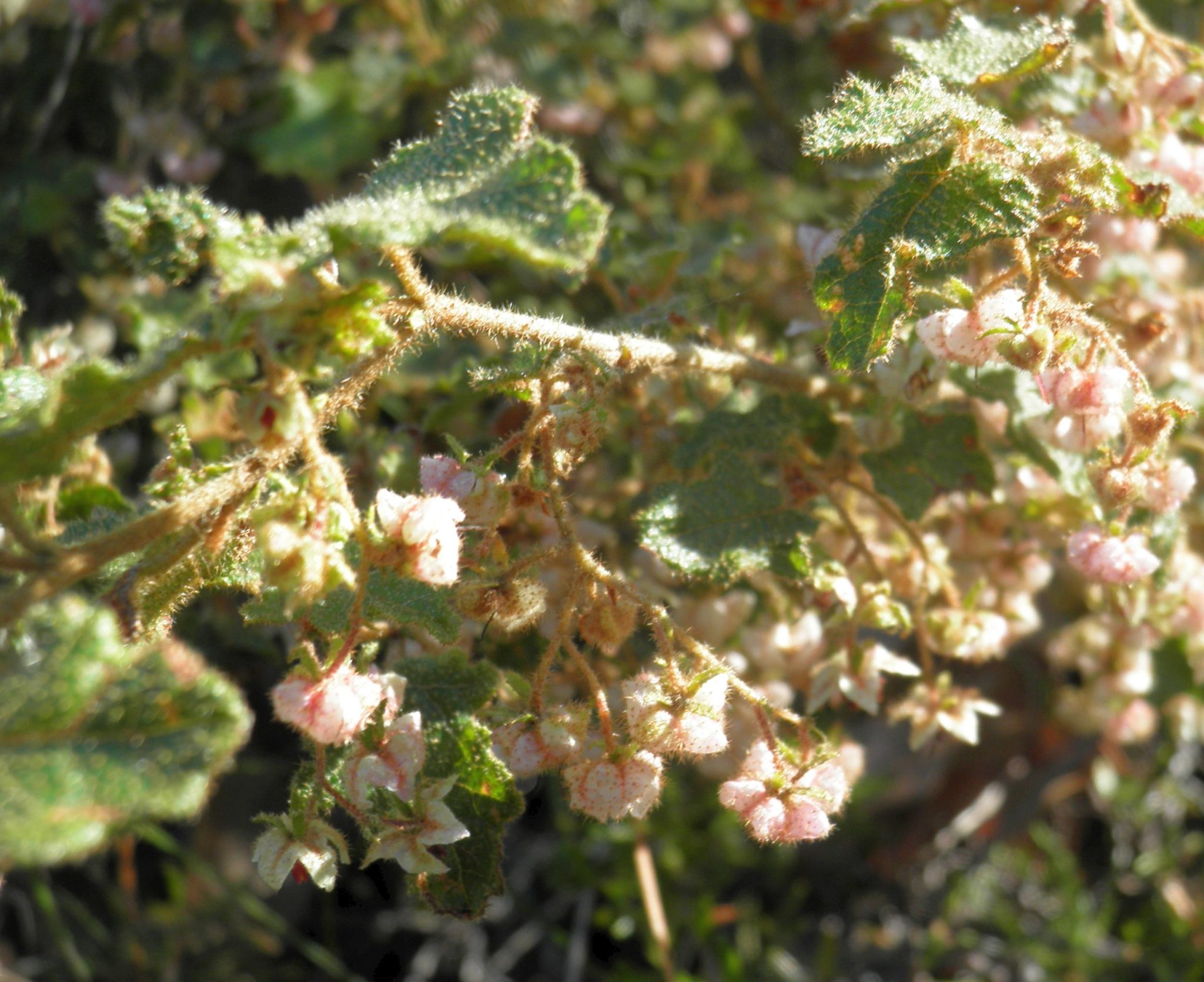Thomasia foliosa - Geographe Plants