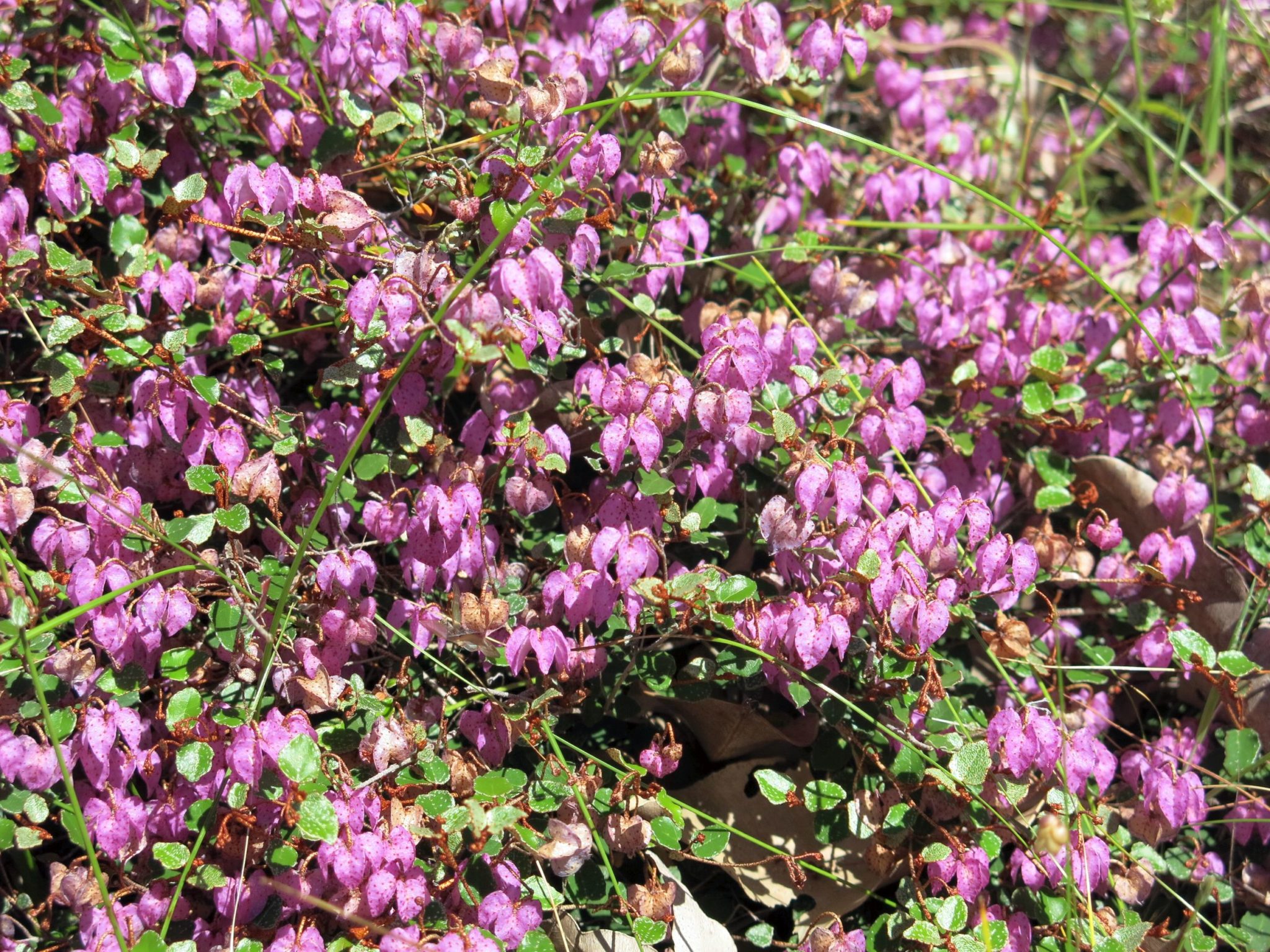 Thomasia pygmaea - Geographe Plants