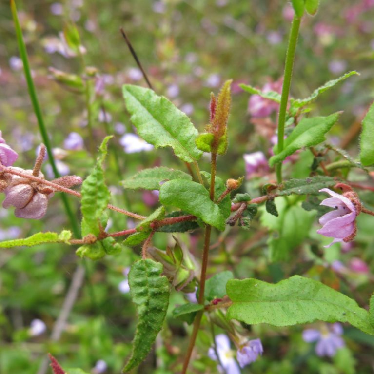 Thomasia rhynchocarpa - Geographe Plants