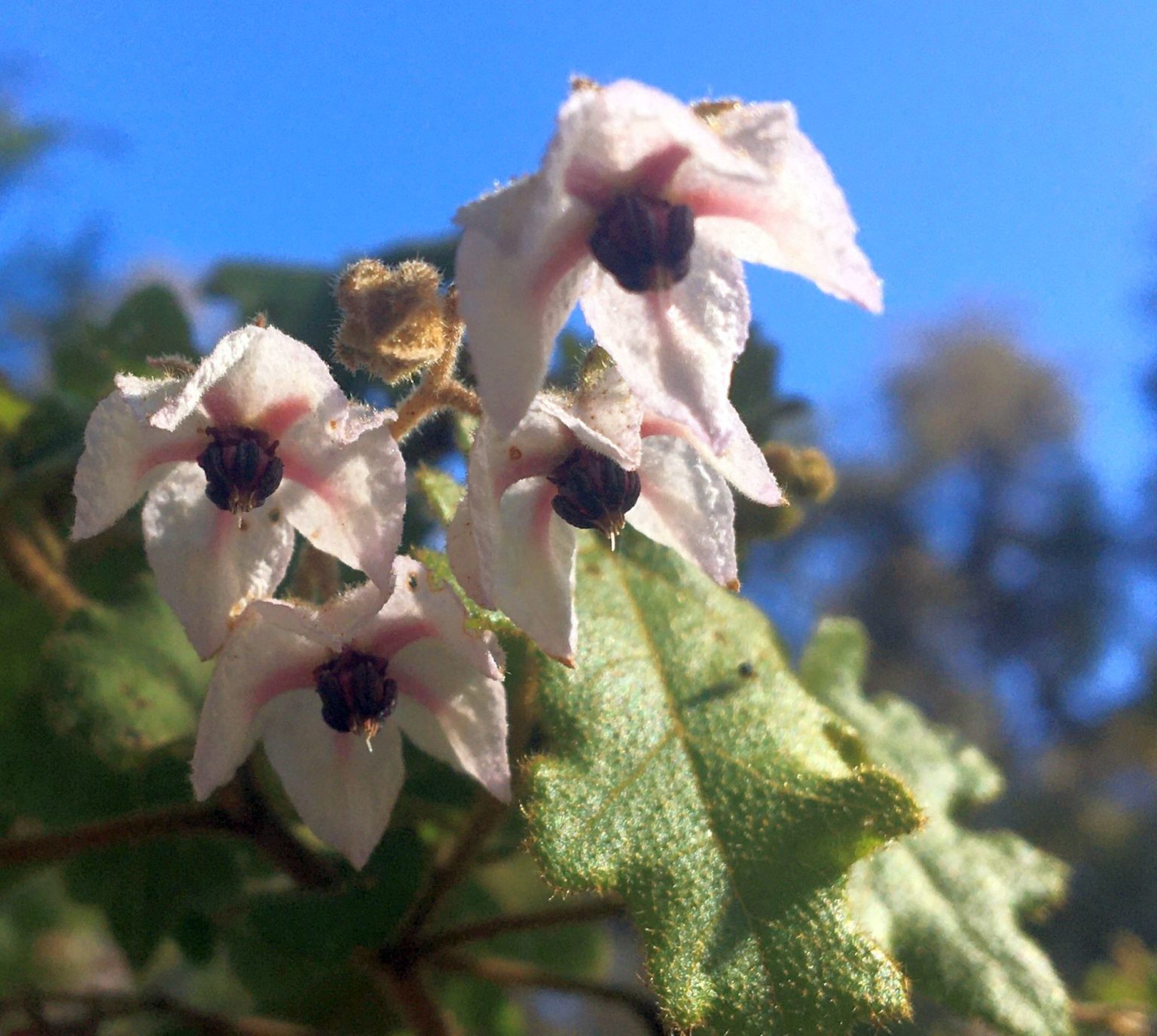 Thomasia solanacea - Geographe Plants