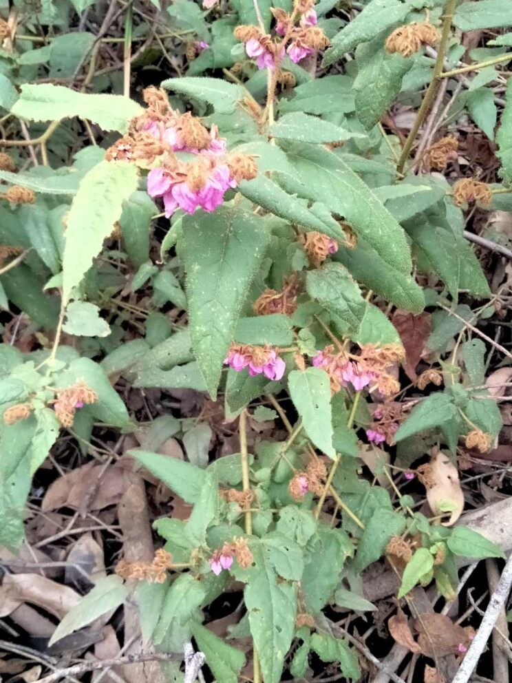 Thomasia sp. Big Brook - Geographe Plants