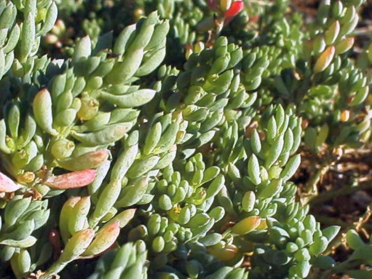 Threlkeldia diffusa - Geographe Plants